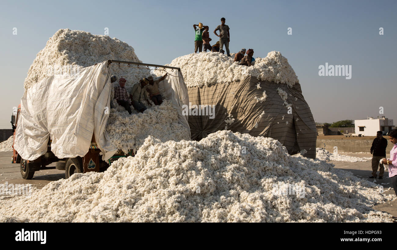Workers unload and process organic cotton coming in from surrounding ...