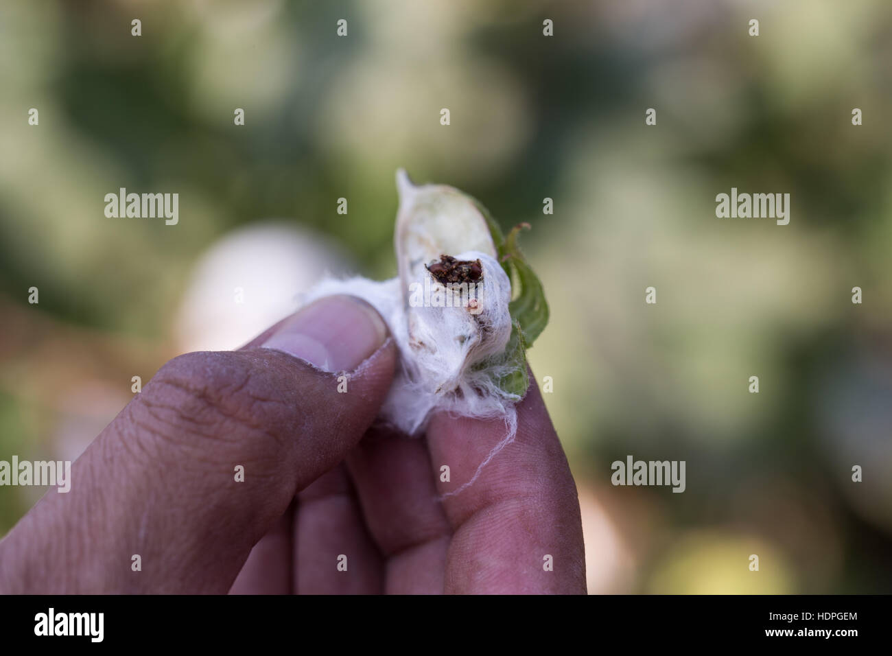 Farmers show an infestion of bollworm in their cotton crop Stock Photo ...
