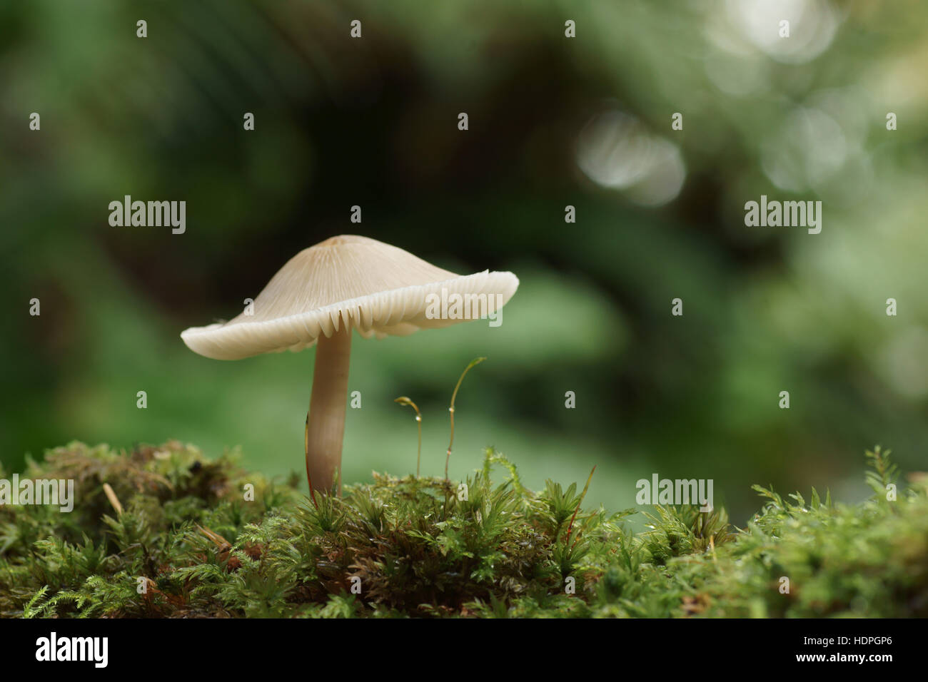 Fungus photograph hi-res stock photography and images - Alamy
