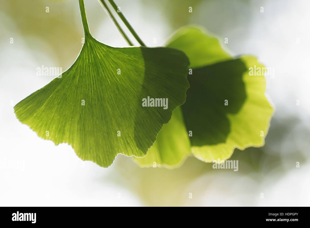 Ginkgoaceae hi-res stock photography and images - Alamy