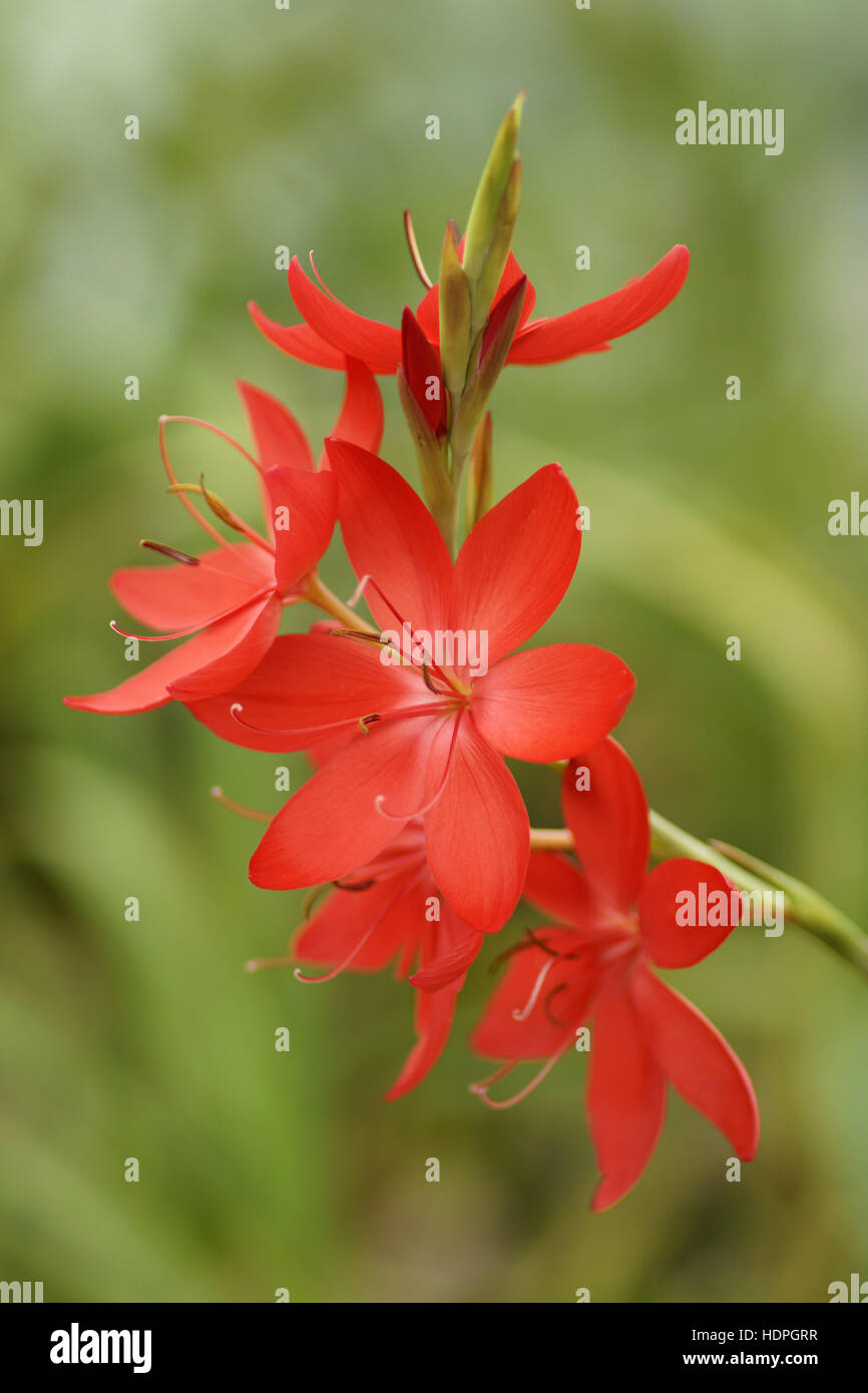Hesperantha garden hi-res stock photography and images - Alamy
