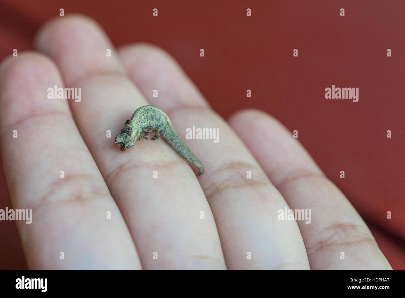 Madagascar, Brookesia micra Stock Photo - Alamy