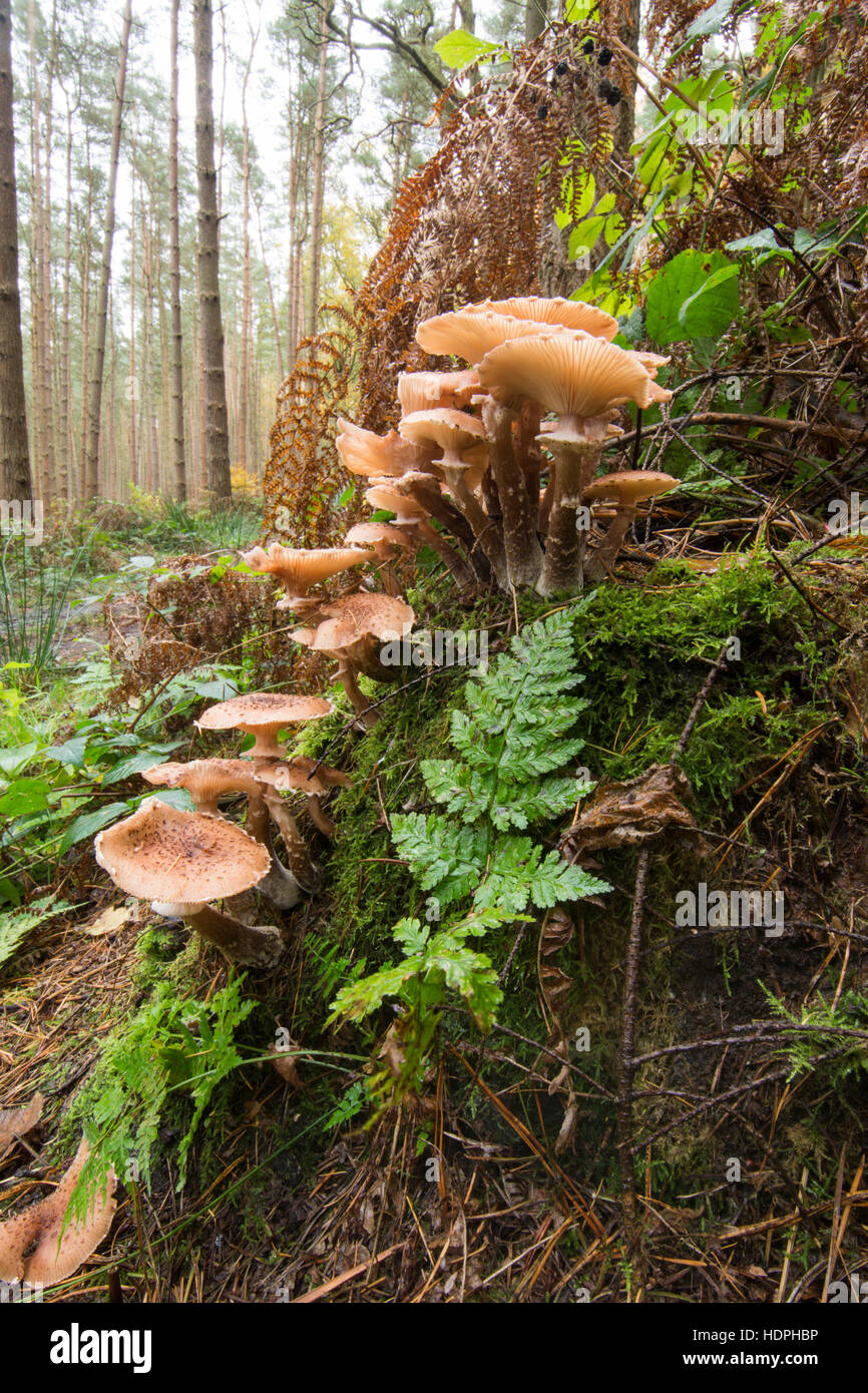 Honey Fungus or Boot-lace Fungus, Armillaria mellea. Growing on old ...