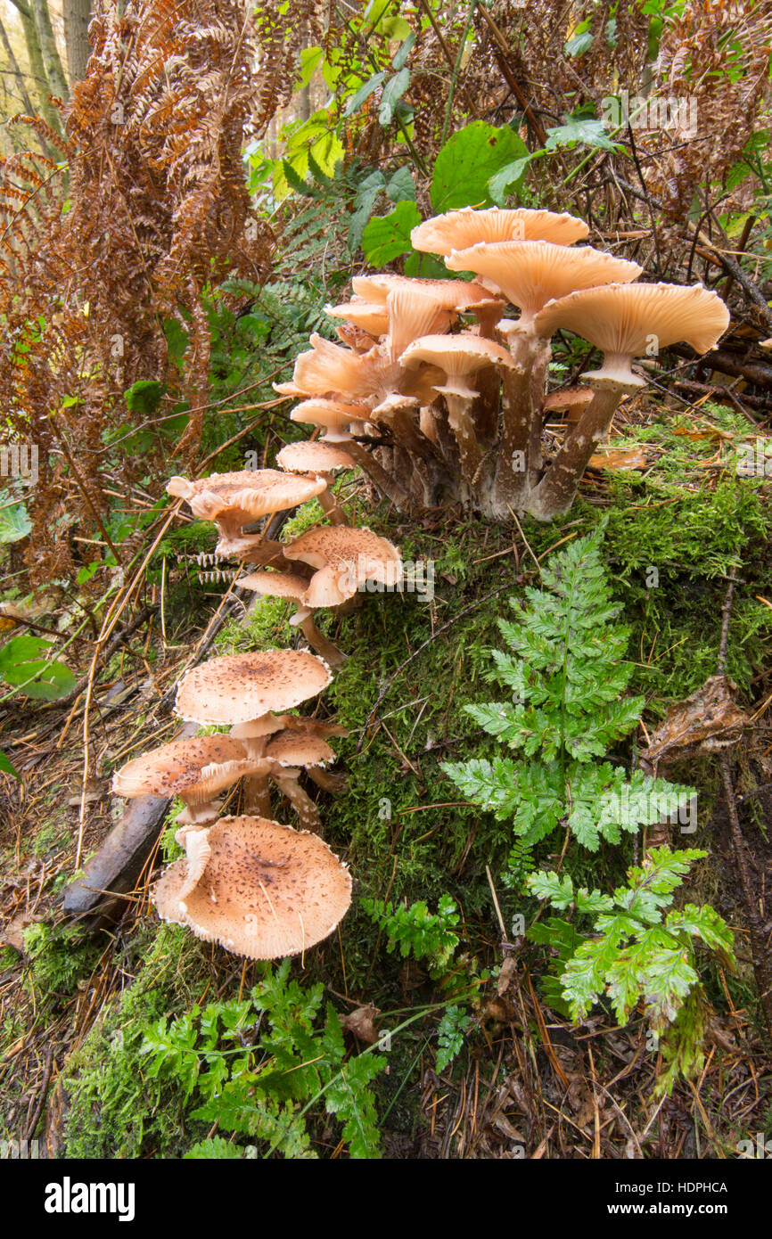 Fungi growing on rotting tree stump hi-res stock photography and images ...