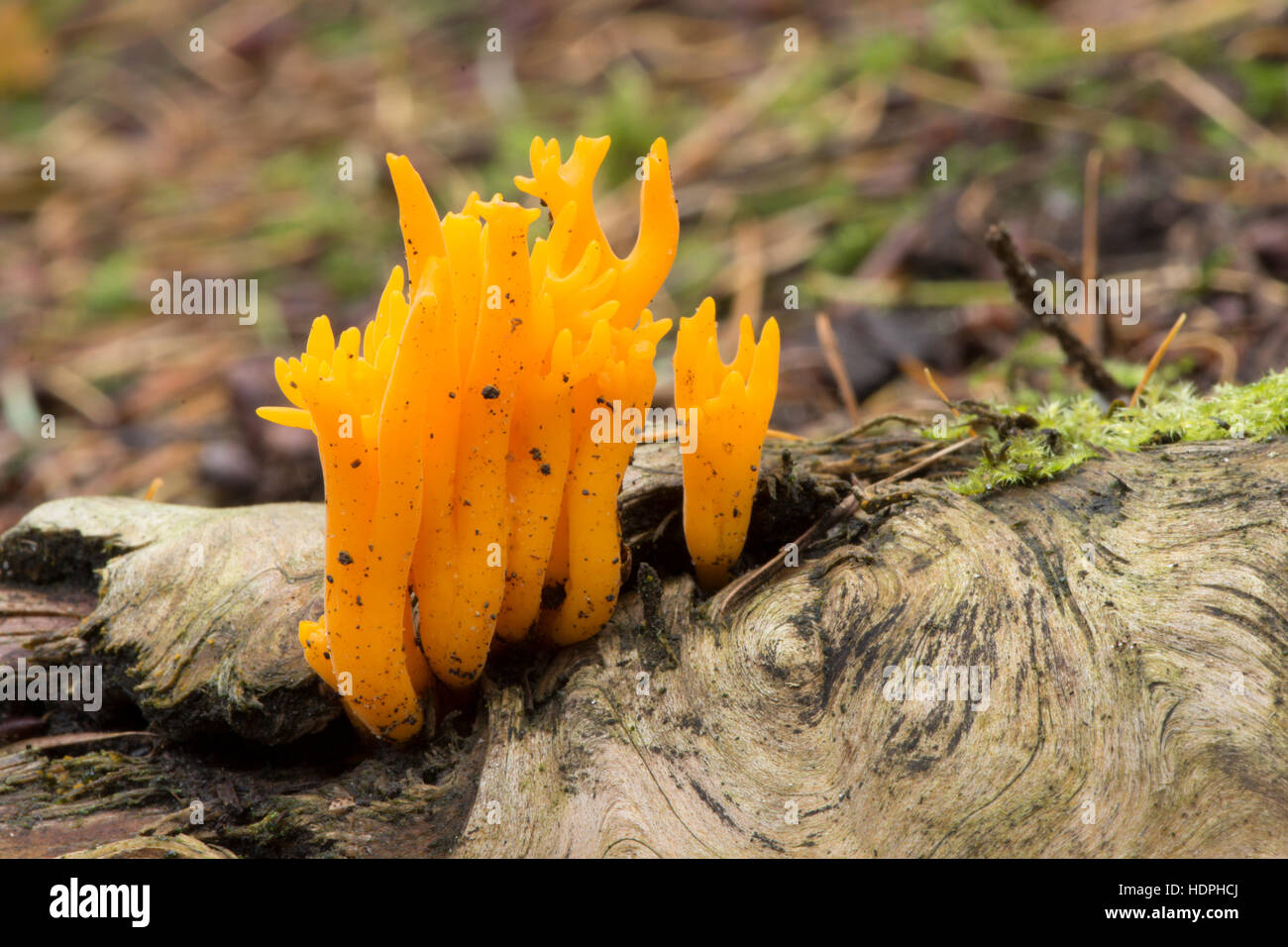 Conifer root hi-res stock photography and images - Alamy