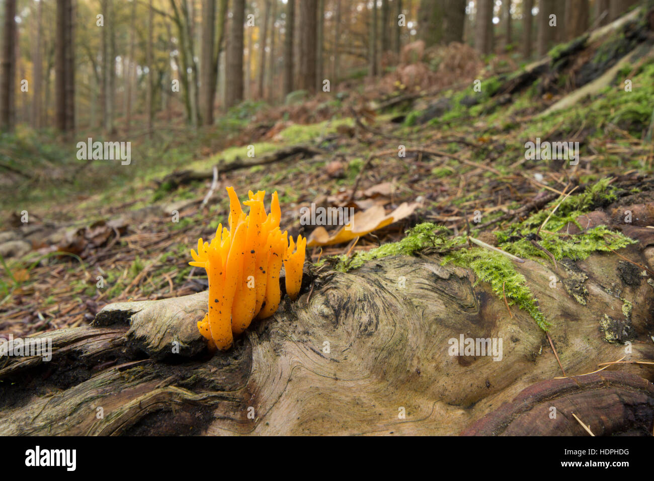 Conifer root hi-res stock photography and images - Alamy