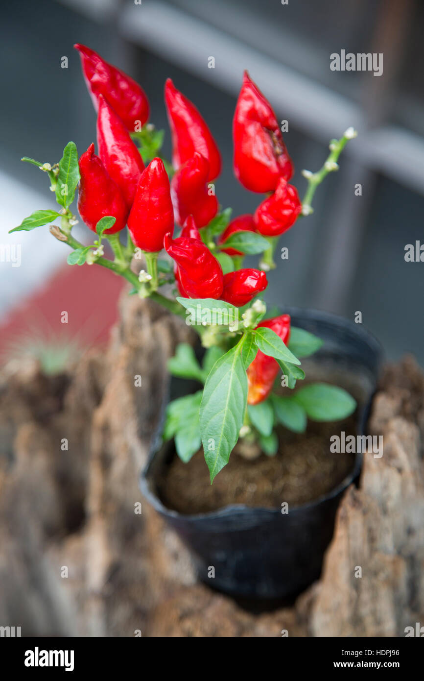 Chili pot hi-res stock photography and images - Alamy