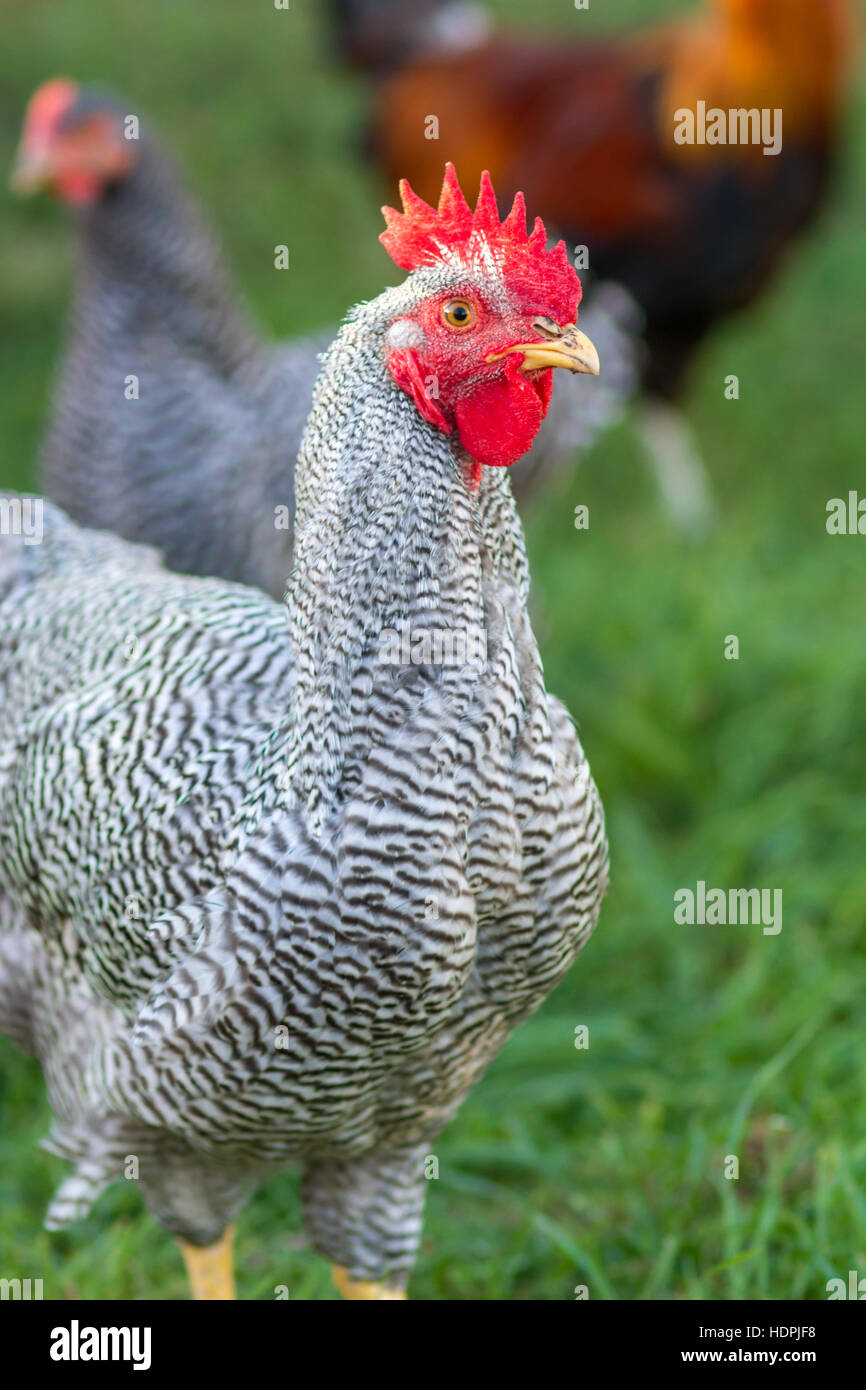 Young Amrock rooster (Gallus gallus domesticus Stock Photo - Alamy