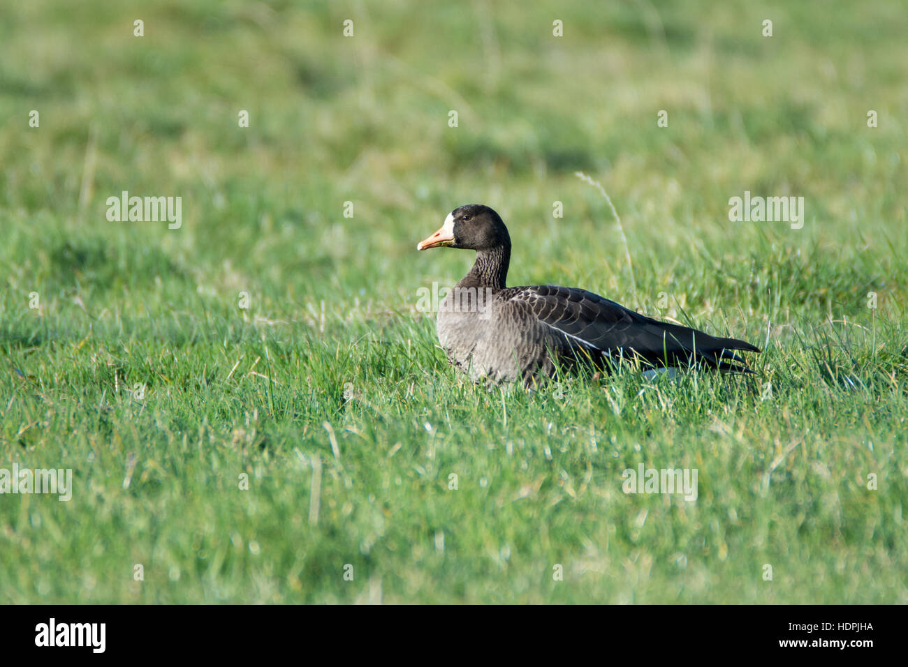 Greenland white fronted goose hi-res stock photography and images - Alamy