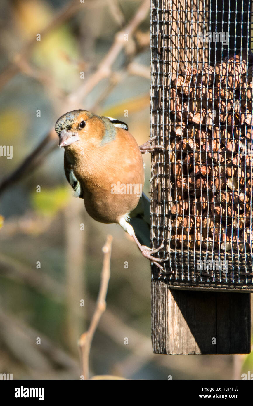 Chaffinch bird feeder hi-res stock photography and images - Alamy