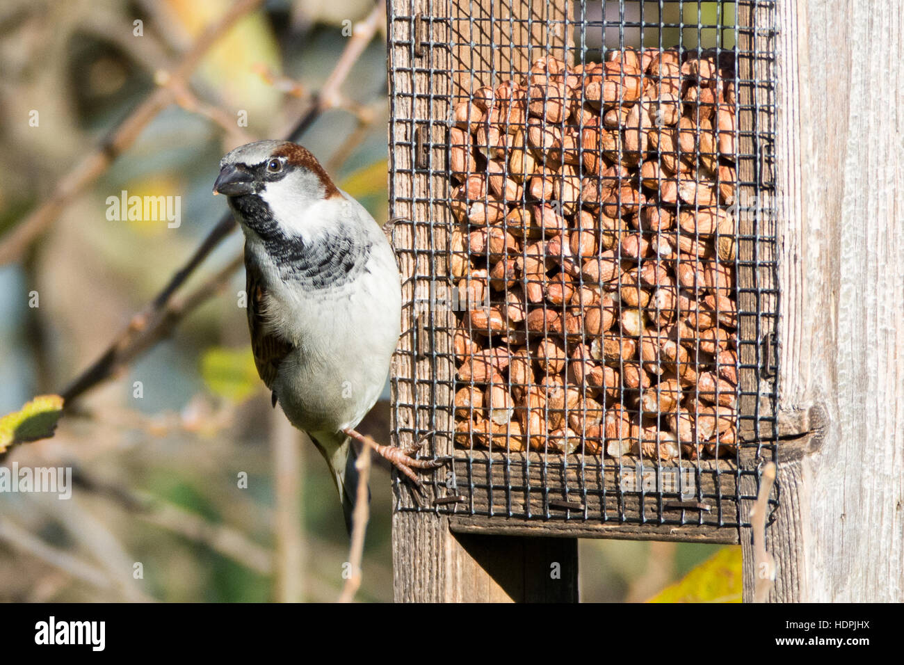 Male house sparrow at peanut feeder in Ireland Stock Photo - Alamy