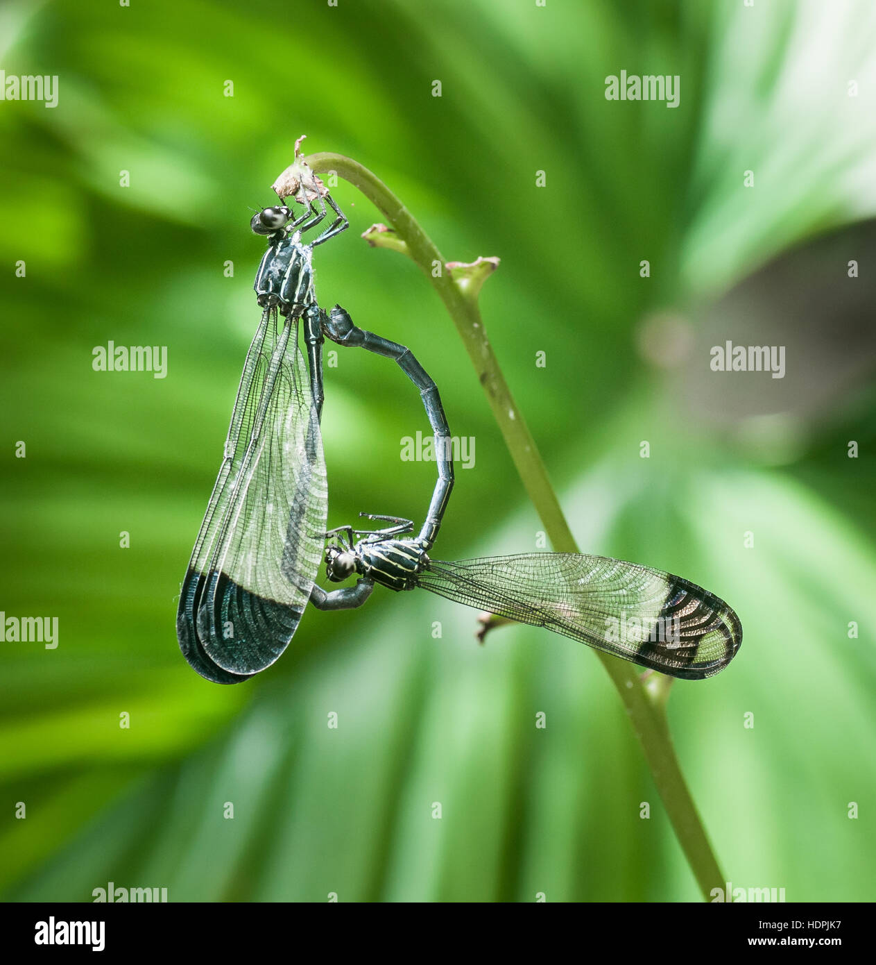 Peru insects hi-res stock photography and images - Alamy