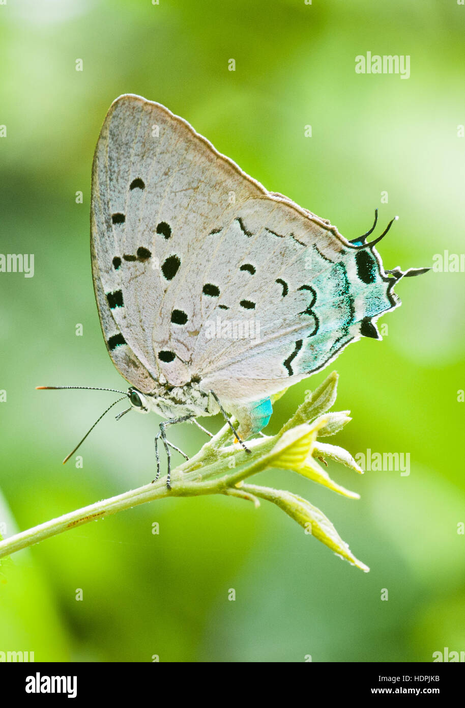 Marsyas hairstreak hi-res stock photography and images - Alamy