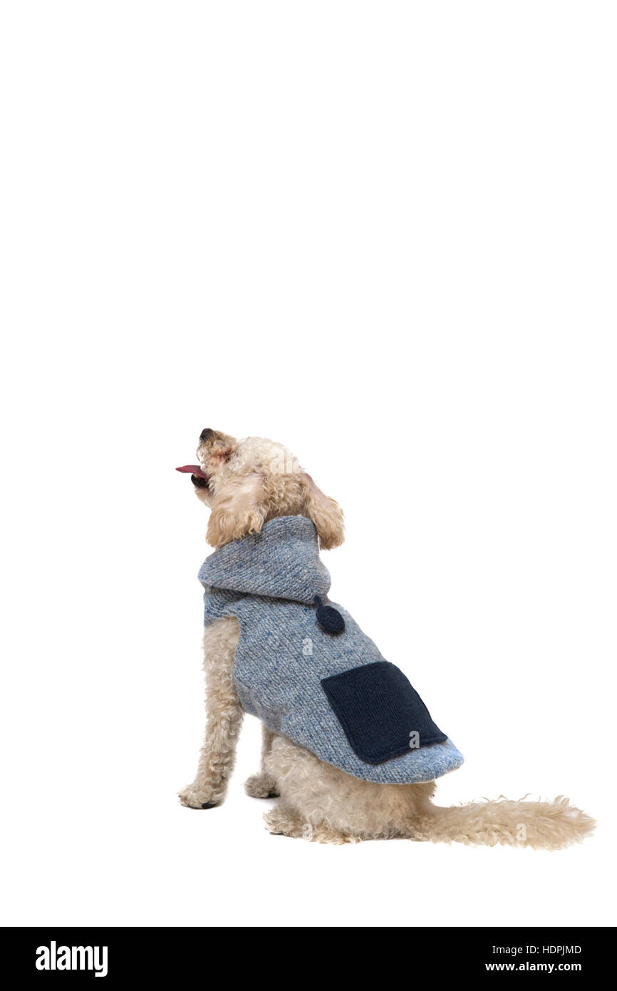 Cute little white poodle in dog clothes isolated on white Stock Photo ...