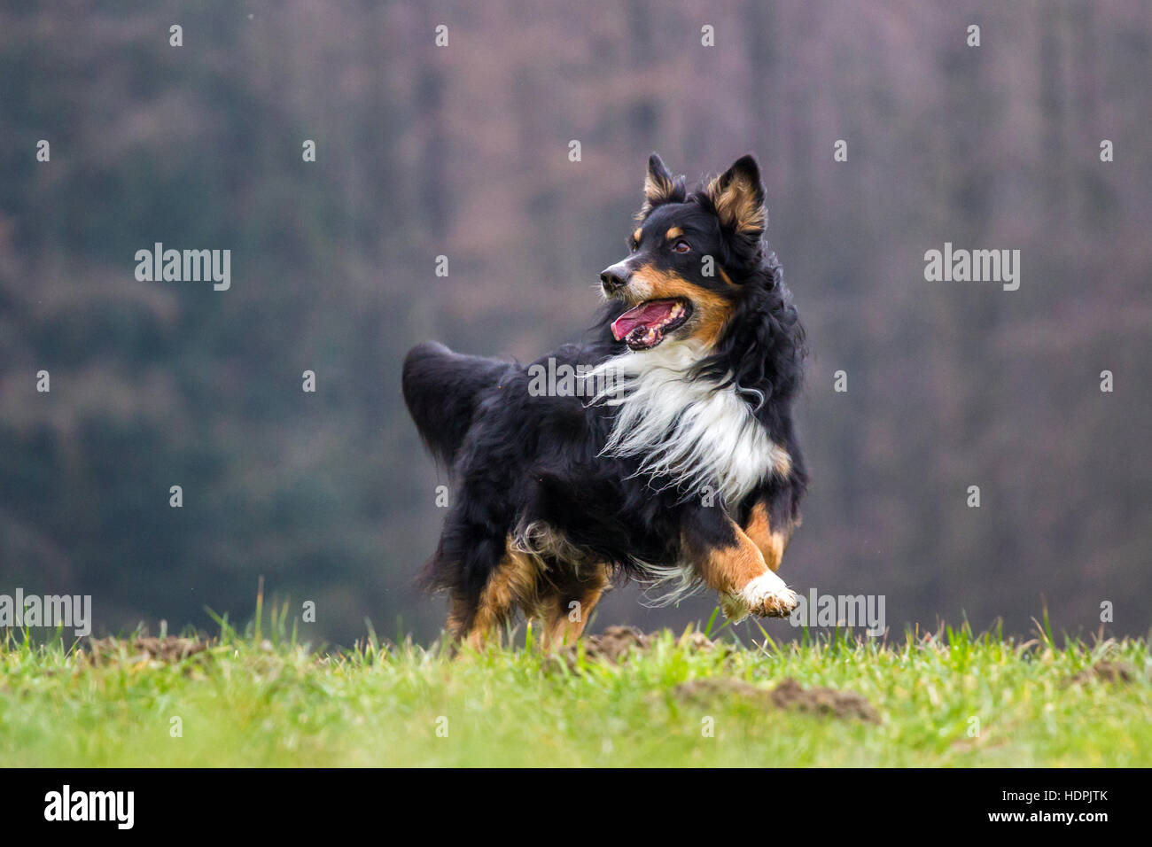 Amazing beautiful australian shepherd hi-res stock photography and ...