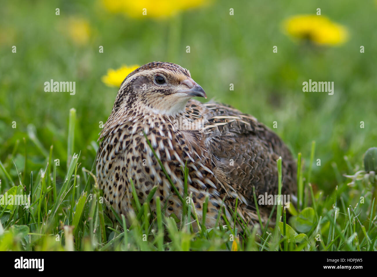 Japanese Quail Coturnix Japonica Japanese Quail
