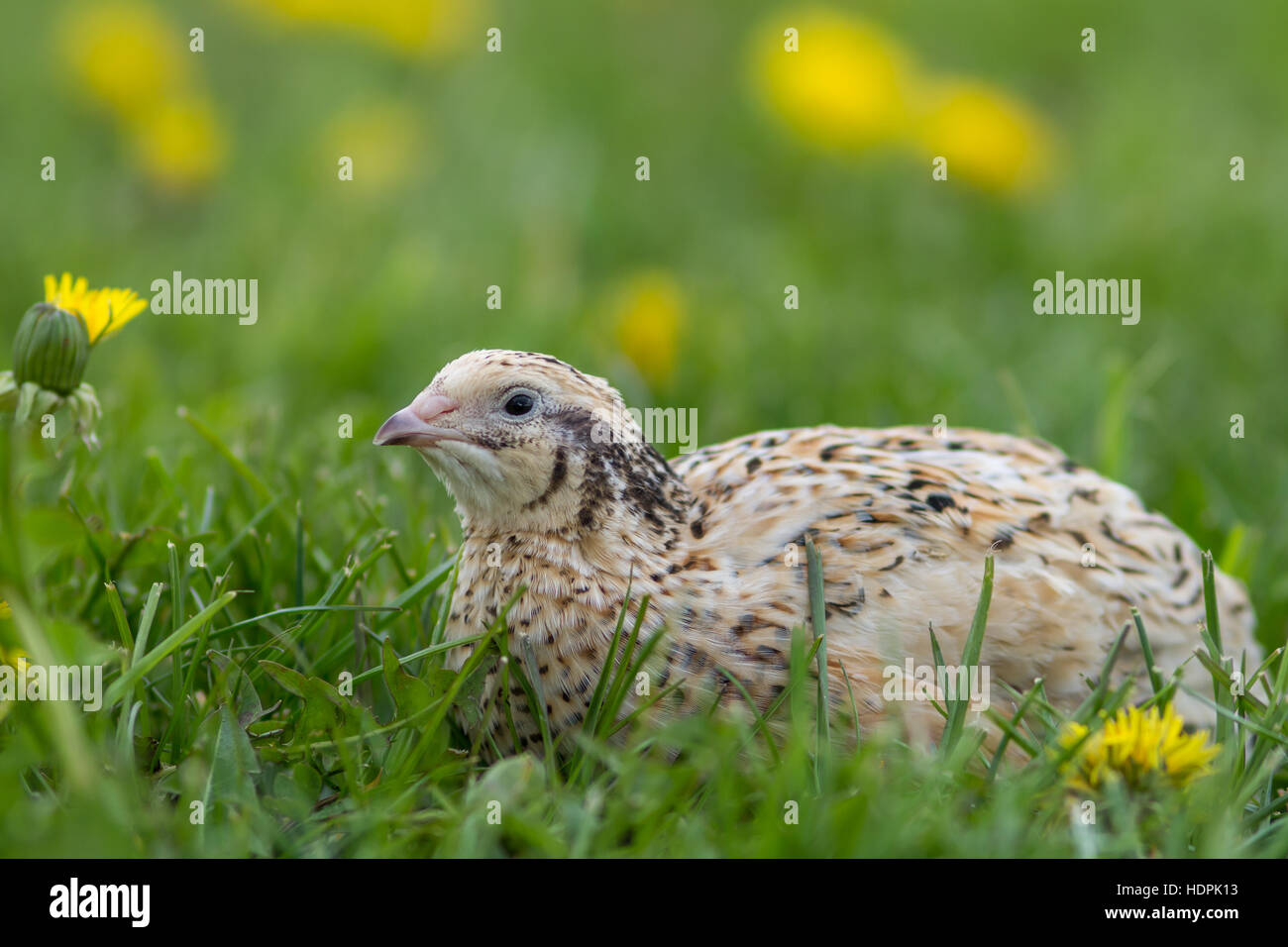 Japanese quail (Coturnix japonica) in a spring meadow Stock Photo - Alamy