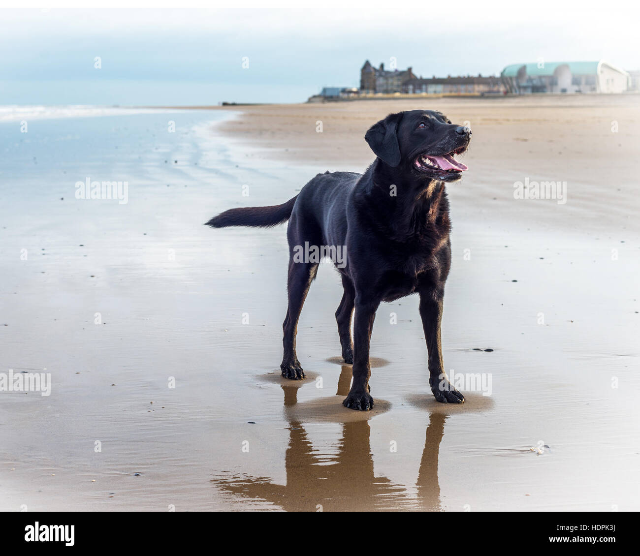 Black Labrador on the beach at Redcar, Cleveland, UK Stock Photo - Alamy