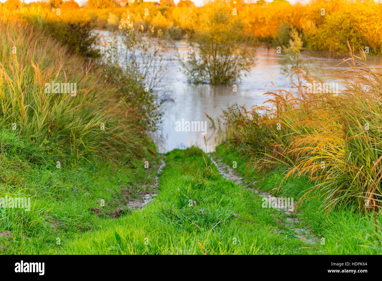 vegetation around river in flood Stock Photo - Alamy