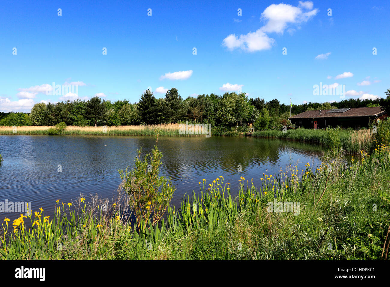 Summer view of the lake at Rushcliffe Country Park, Nottinghamshire ...