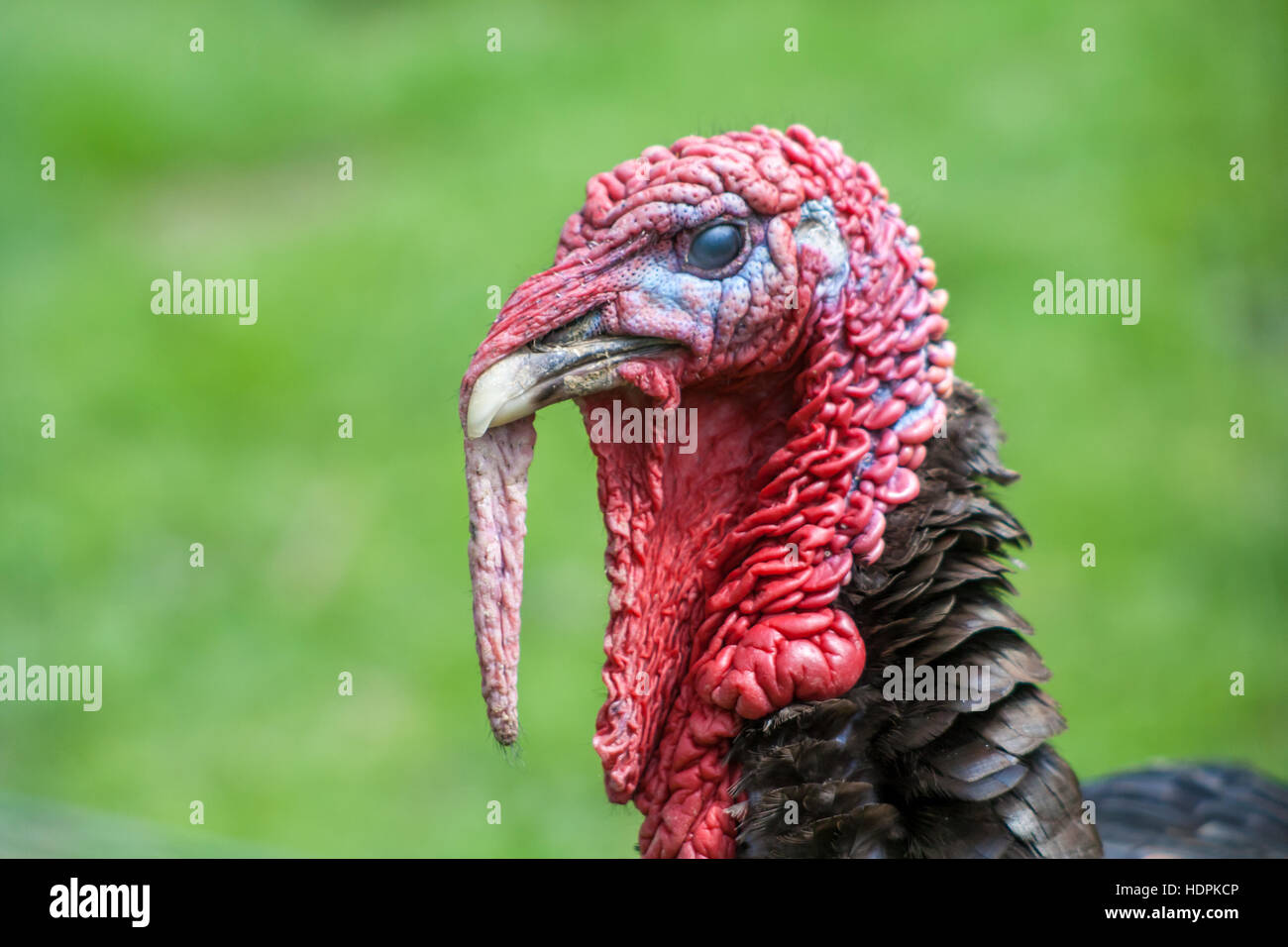 Turkey (Meleagris gallopavo Stock Photo - Alamy