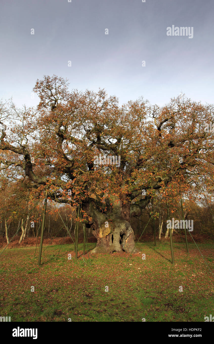 Autumn colours over the Major English Oak Tree, Sherwood Forest SSSI ...