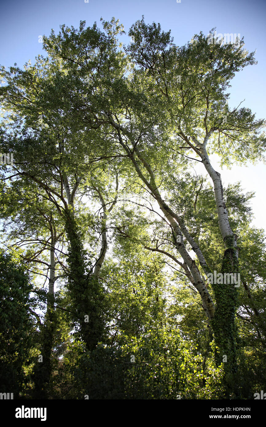 beautiful big trees with leafs on a spring time Stock Photo - Alamy