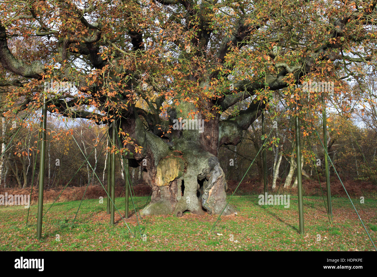 Autumn colours over the Major English Oak Tree, Sherwood Forest SSSI ...