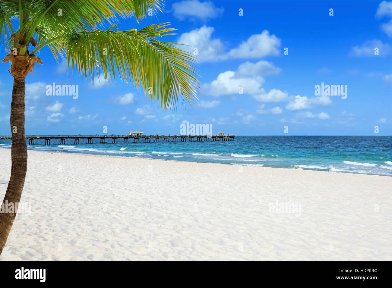 Beach with Palm Tree Stock Photo - Alamy