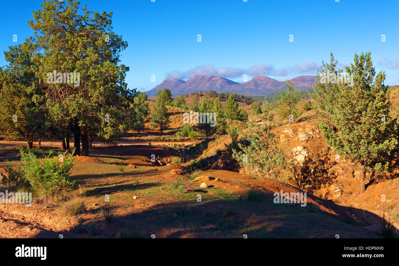 Australian native pine tree hi-res stock photography and images - Alamy