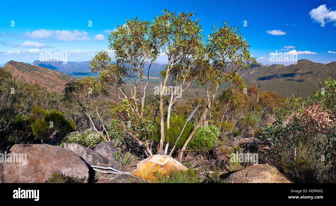 landscape outback panorama Flinders Ranges South Australia Australian ...