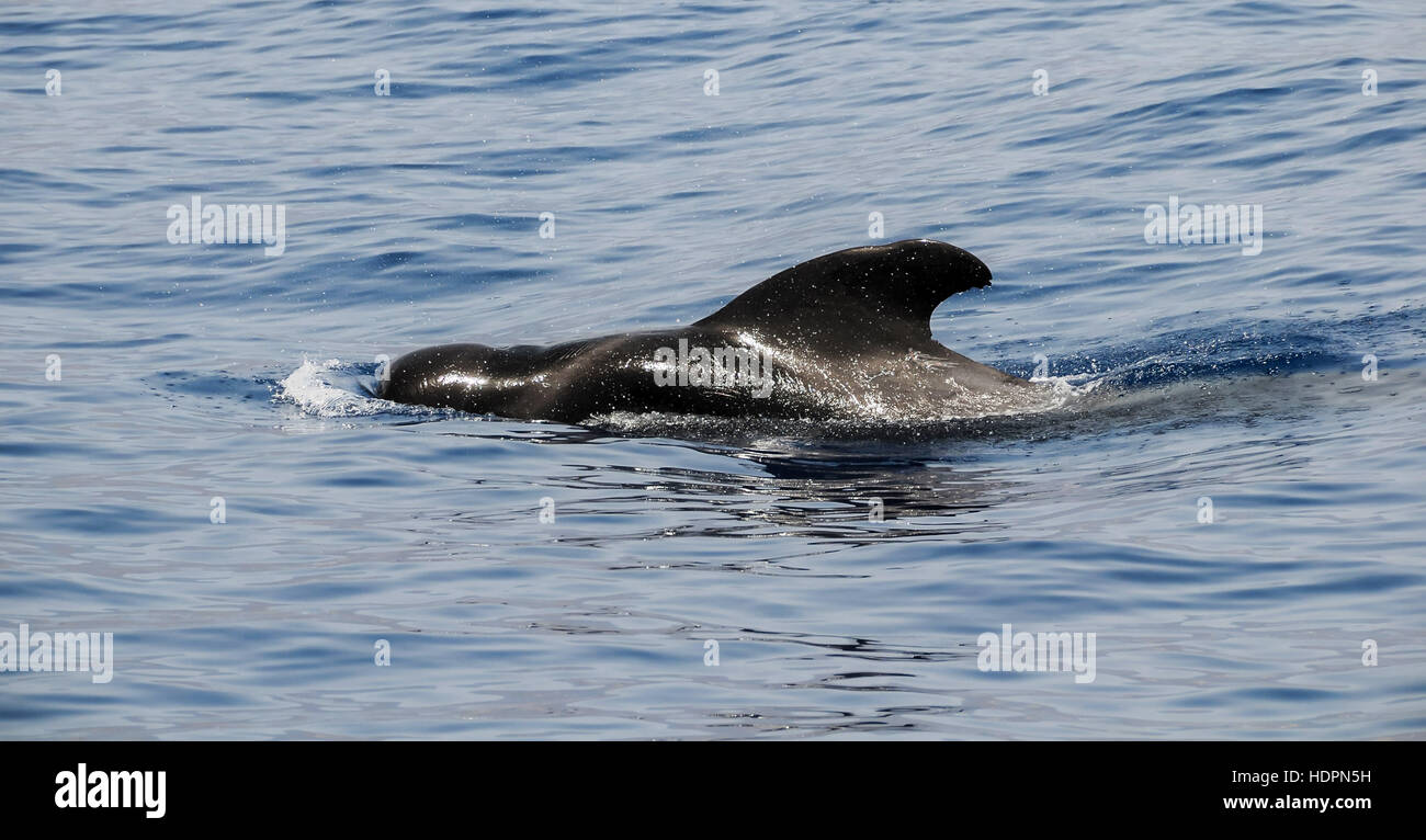 Baby pilot whale hi-res stock photography and images - Alamy