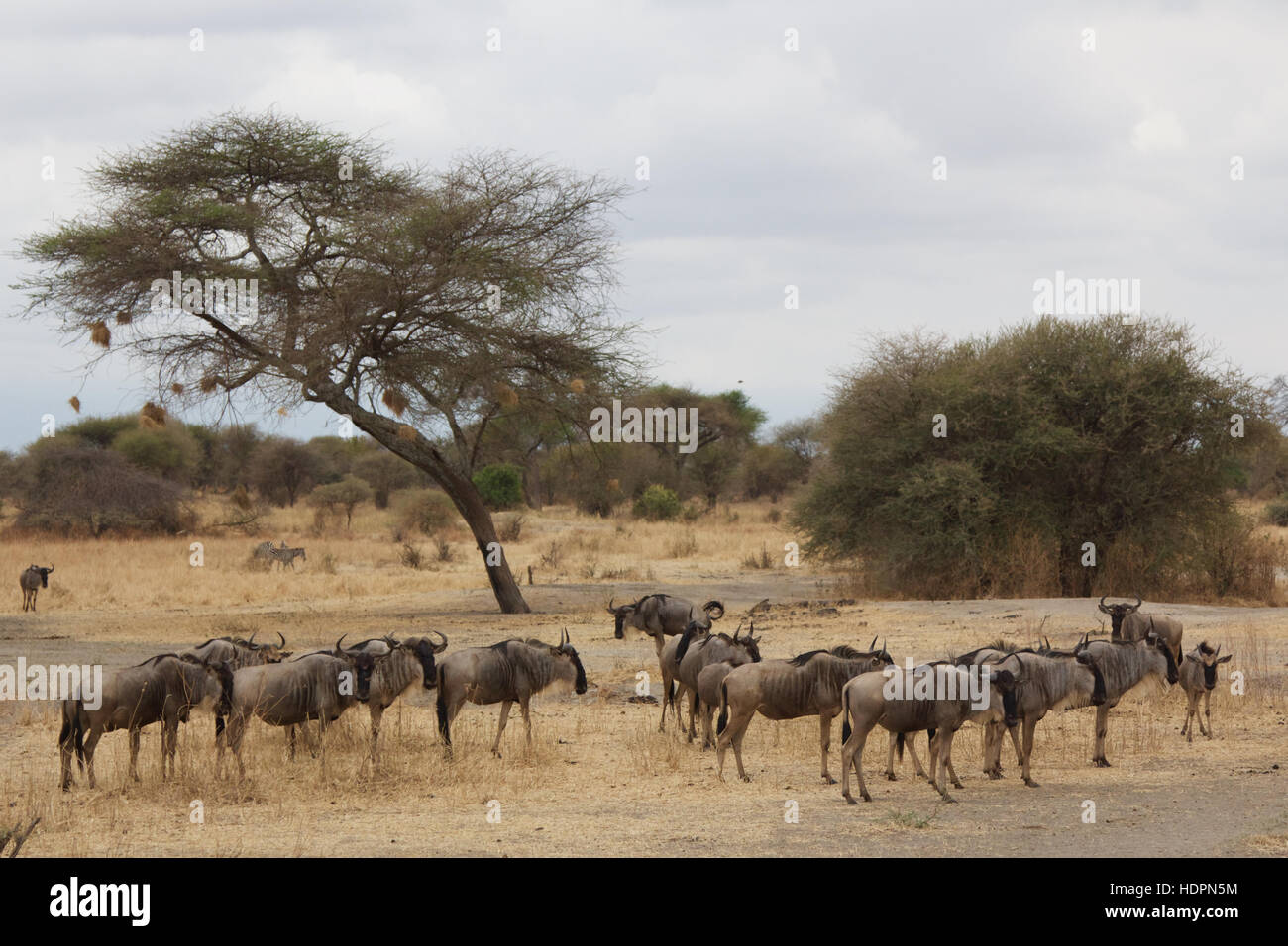 Wildebeests hi-res stock photography and images - Alamy
