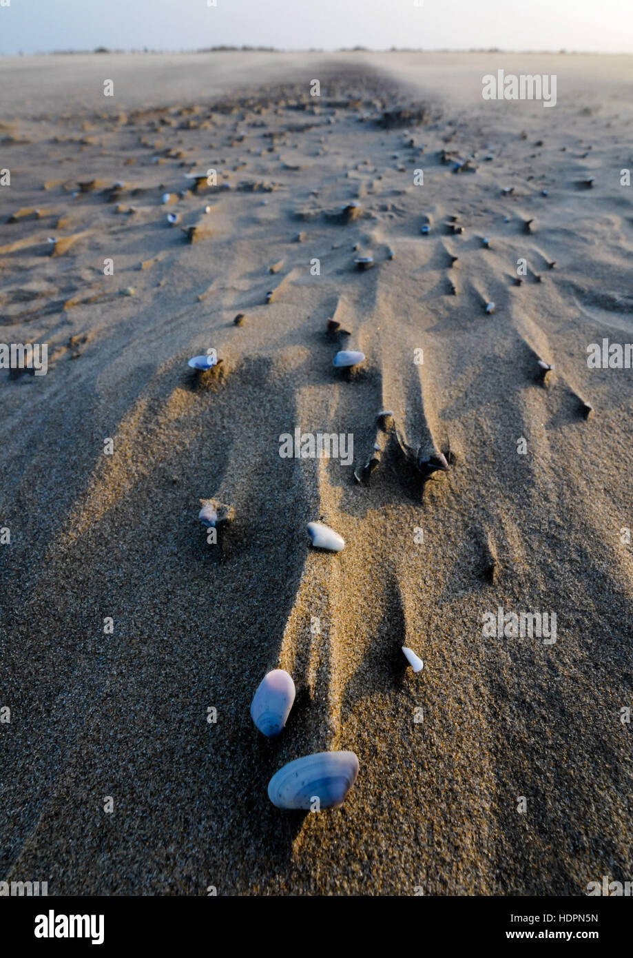 Framework of shells hi-res stock photography and images - Alamy