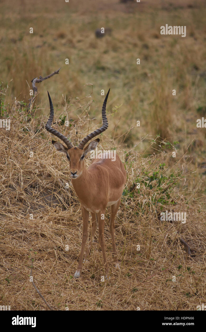 A Lone Male Impala Stock Photo - Alamy