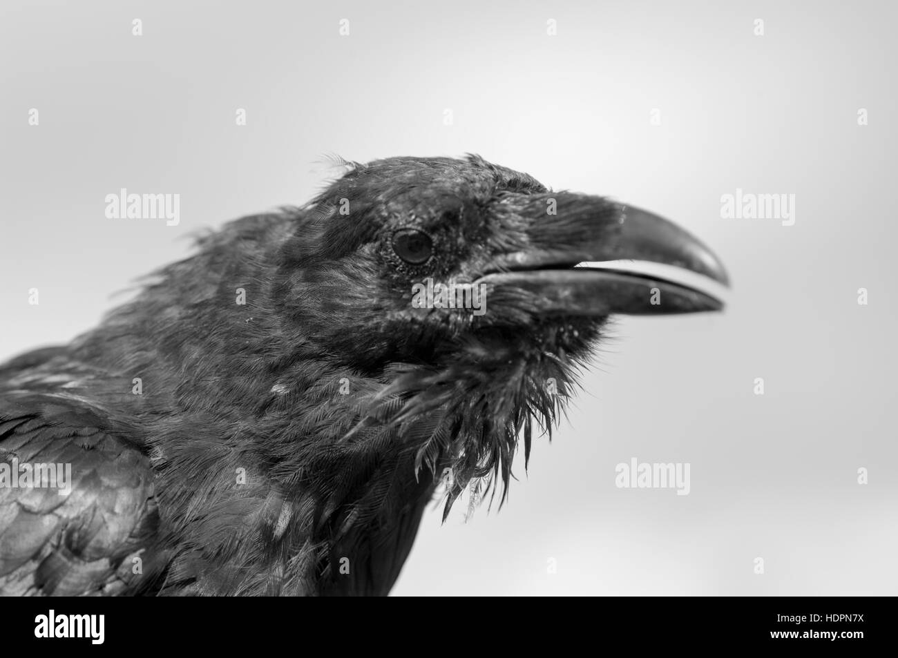 Raven crows hi-res stock photography and images - Alamy