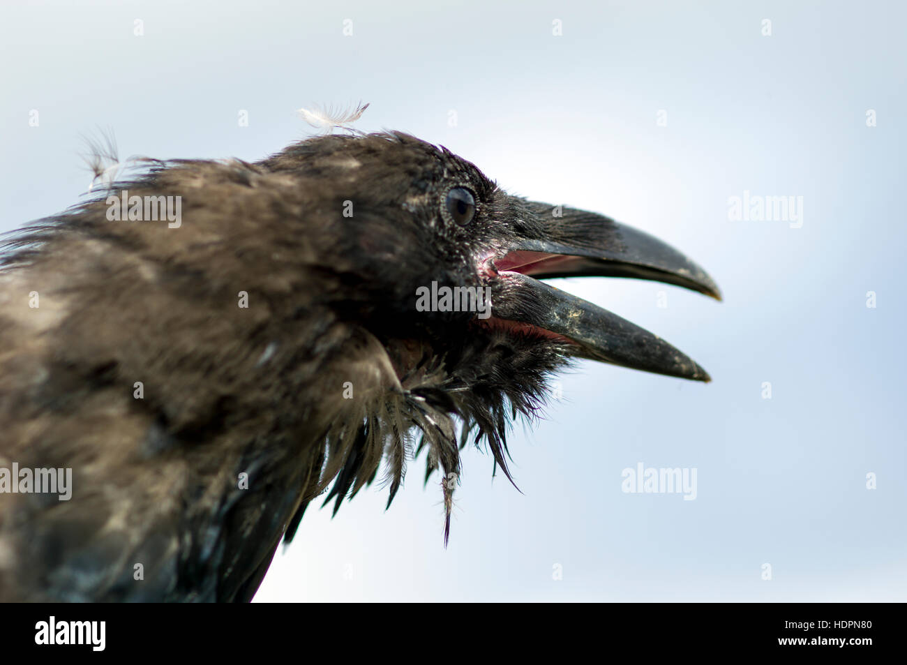 Songbird photos hi-res stock photography and images - Alamy