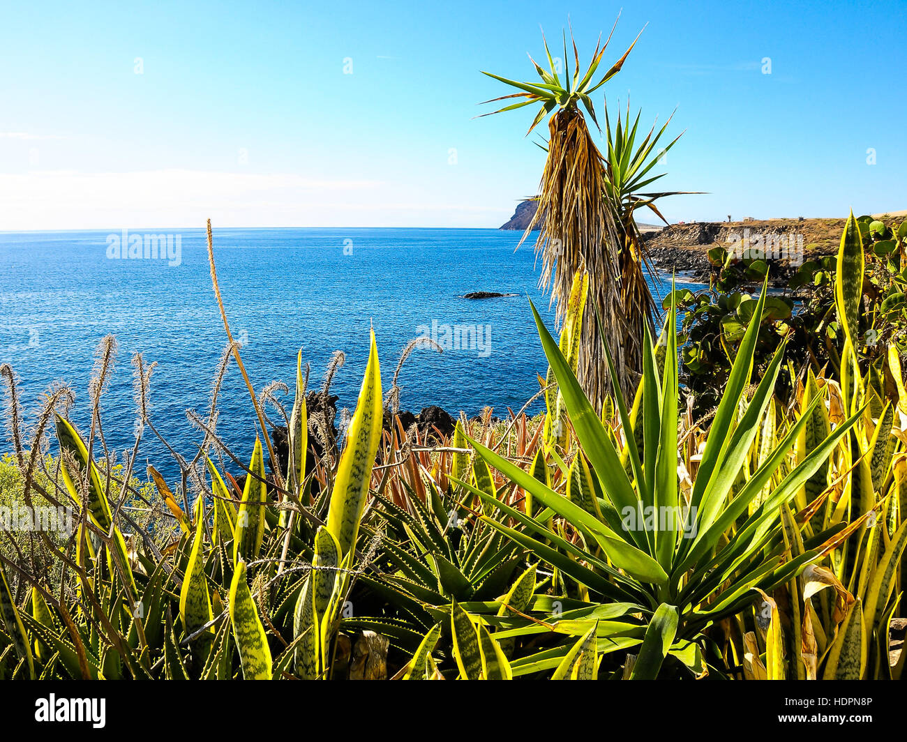 Succulent Green Plants near the Atlantic Ocean Stock Photo - Alamy