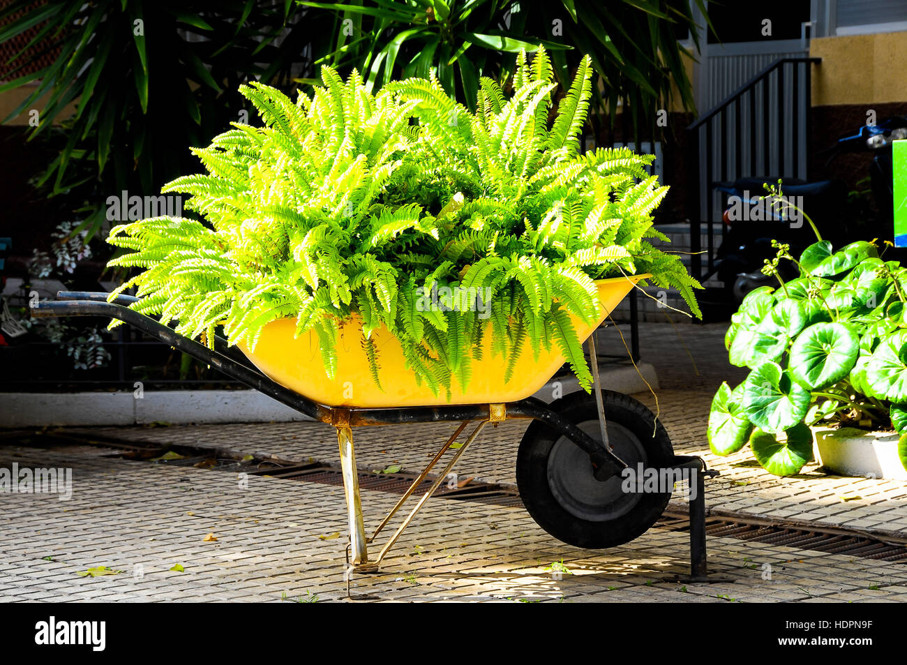 Wheelbarrow full of Plants on a Garden Stock Photo - Alamy