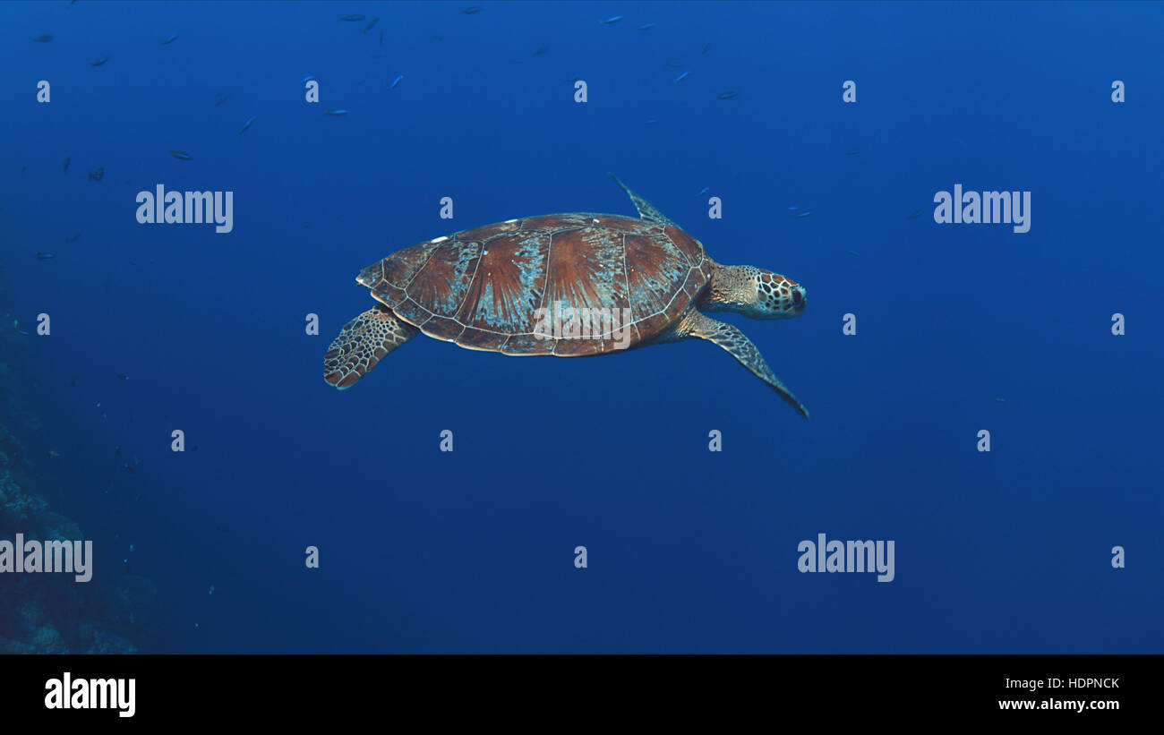 Green Sea Turtle swims in blue water on Tubbataha Reef Philippines ...