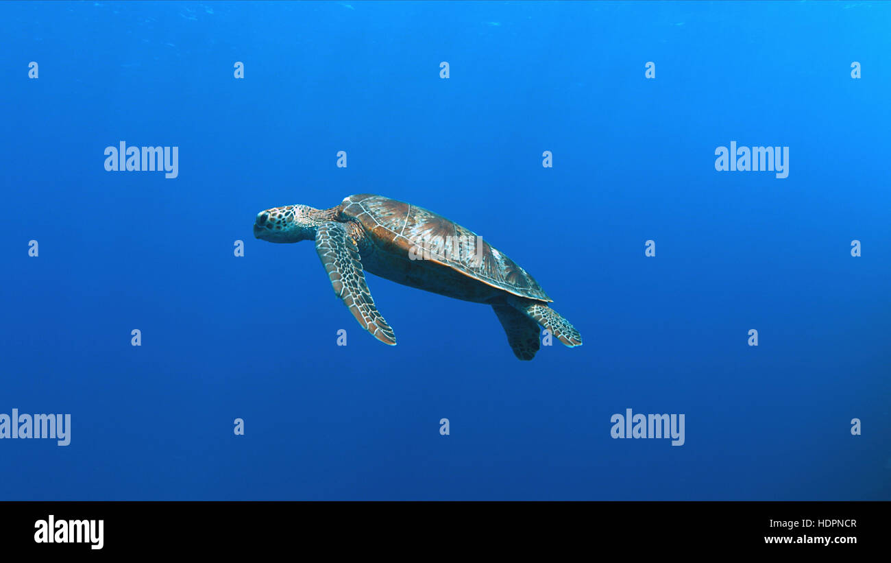 Green Sea Turtle swims in blue water on Tubbataha Reef Philippines ...