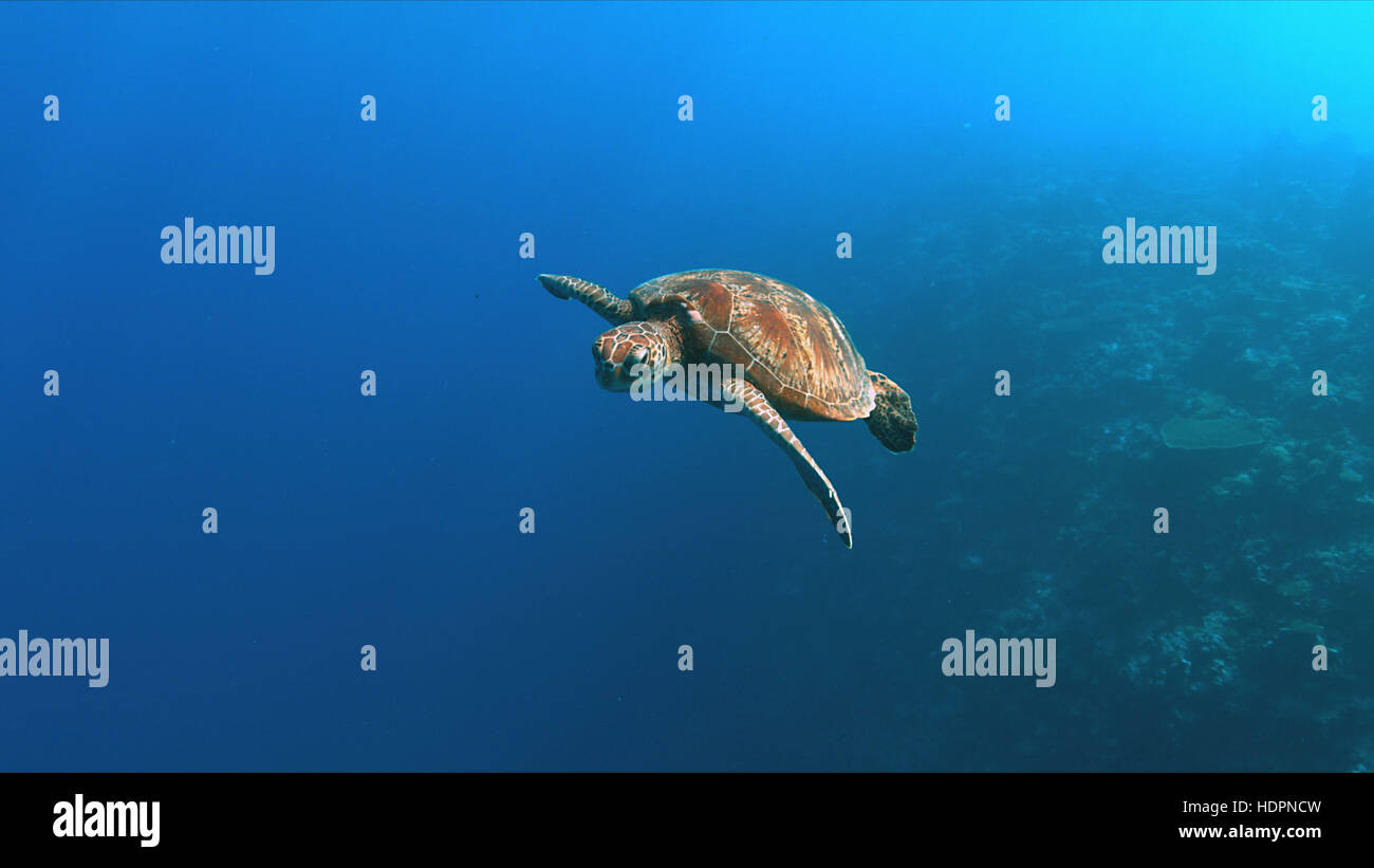 Tubbataha reef, philippines hi-res stock photography and images - Alamy