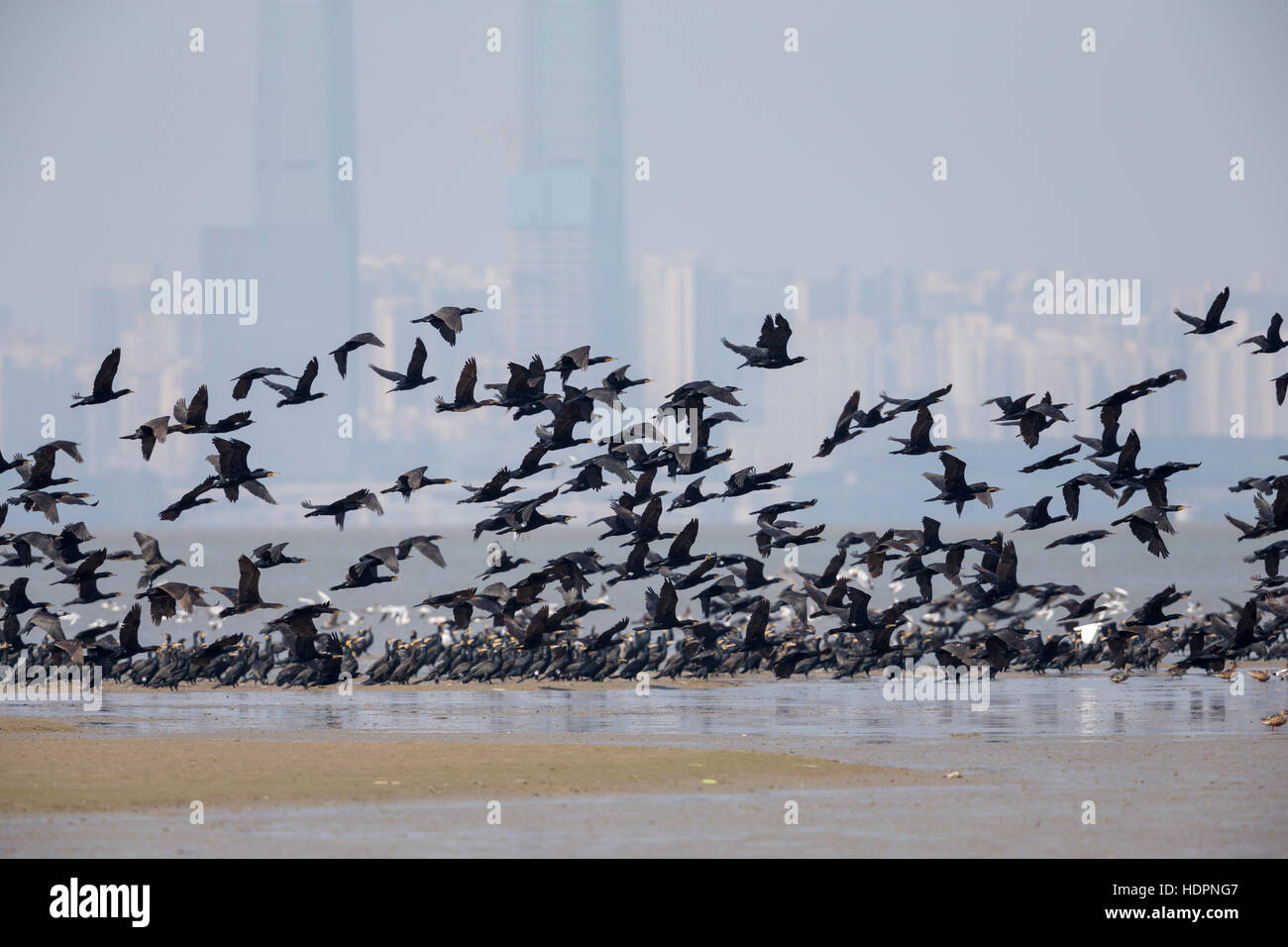 Birds in flight at border of Hong Kong with city background Stock Photo ...