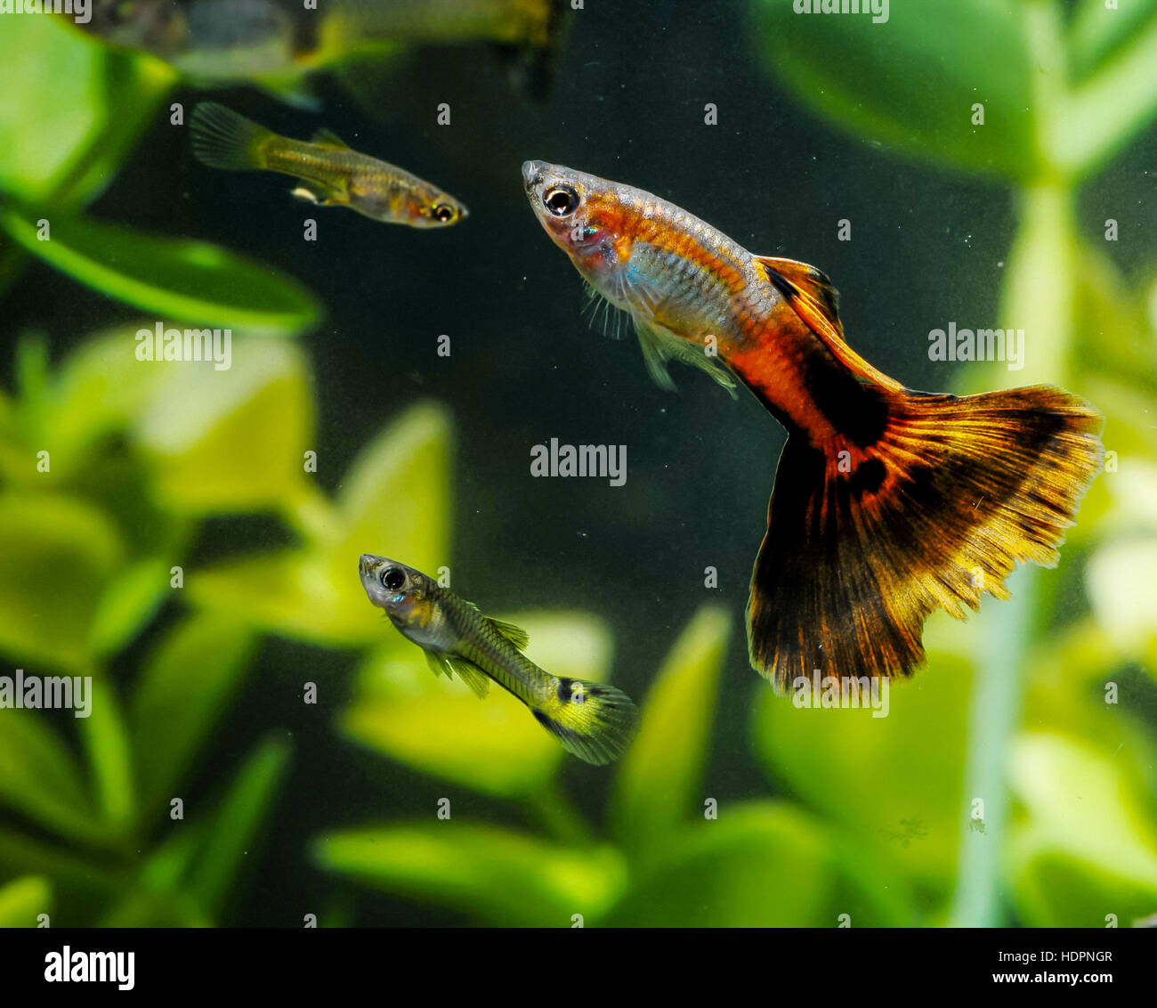 Guppy Multi Colored Fish Stock Photo - Alamy