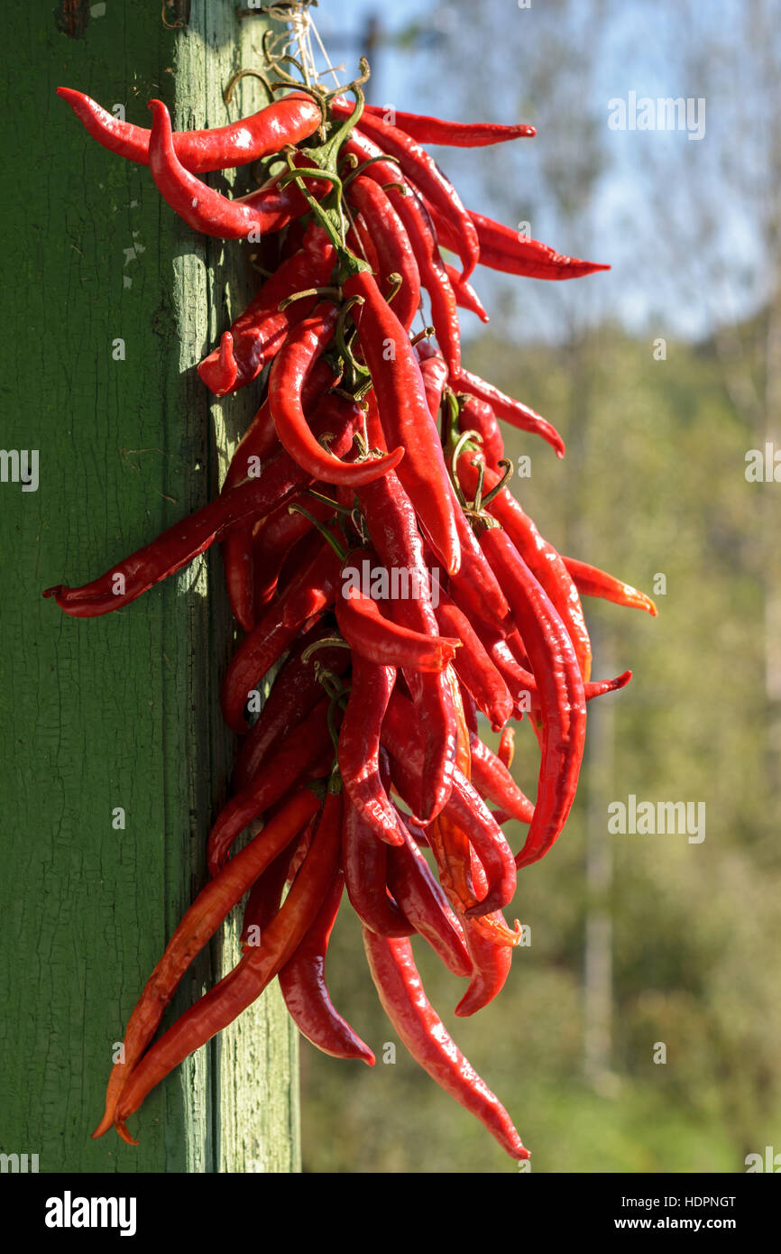 Red hot chilli hi-res stock photography and images - Alamy