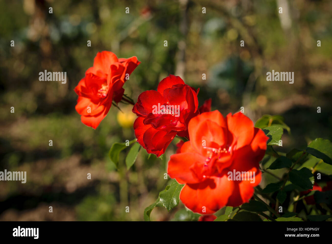 Red and orange rose hi-res stock photography and images - Alamy