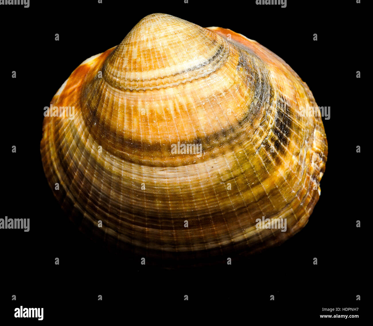 Spiral carapace hi-res stock photography and images - Alamy