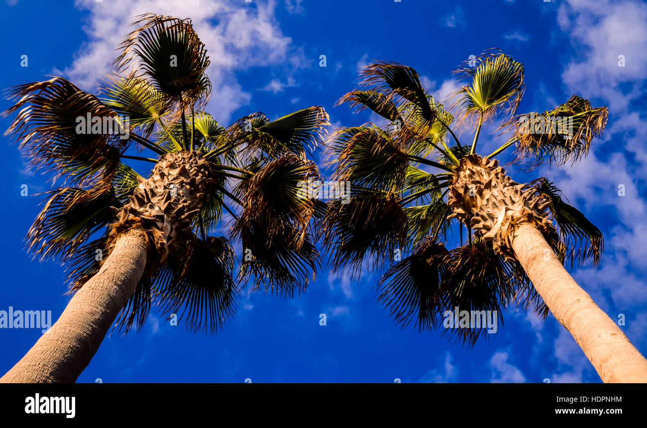 Green Palm Canarian Tree Stock Photo - Alamy
