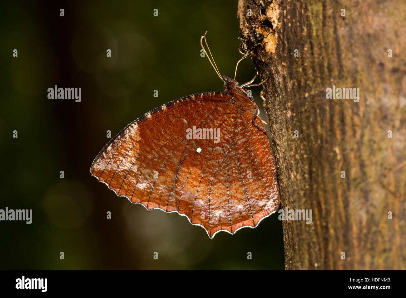 Common palmfly hi-res stock photography and images - Alamy