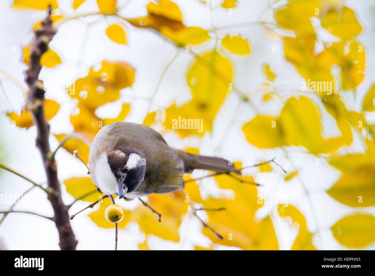 Chinese Bulbul eating Fruit with yellow background Stock Photo - Alamy